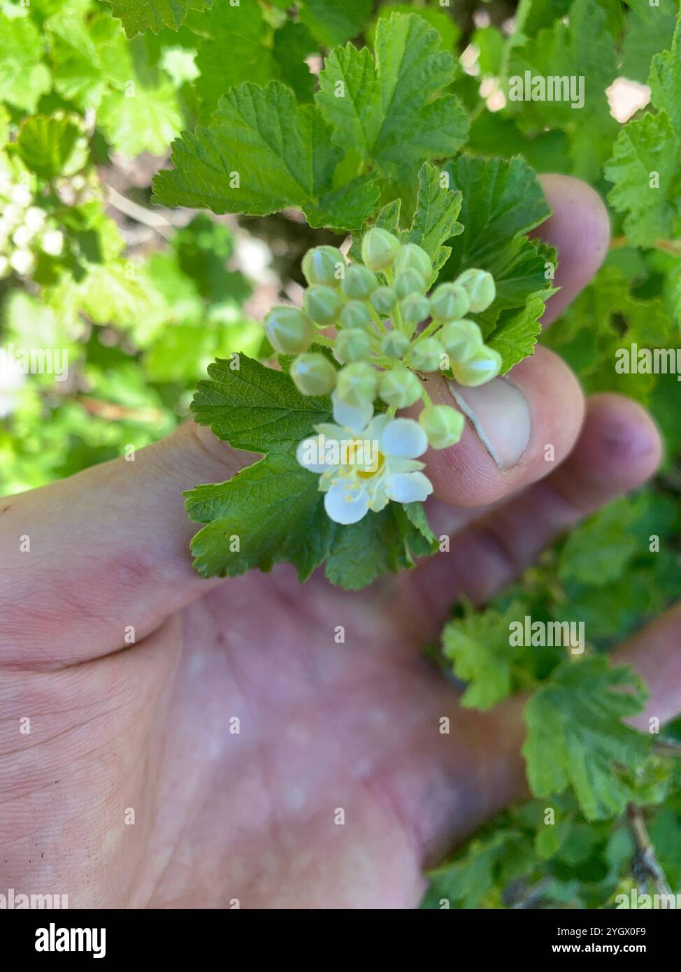 mallow-leaf ninebark (Physocarpus malvaceus Stock Photo - Alamy