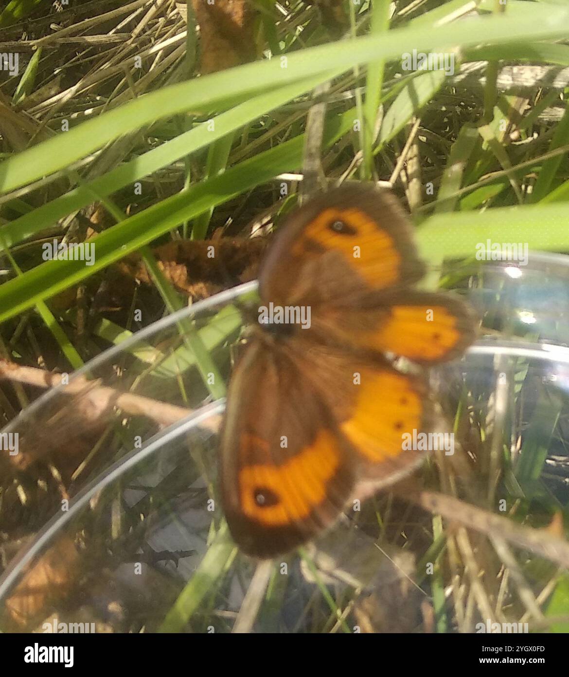 Pyronia bathseba hi-res stock photography and images - Alamy