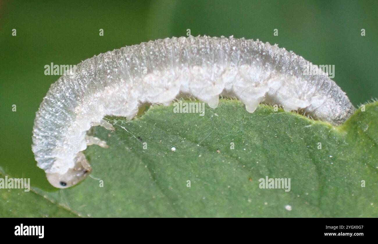 Common Sawflies (Tenthredinidae Stock Photo - Alamy