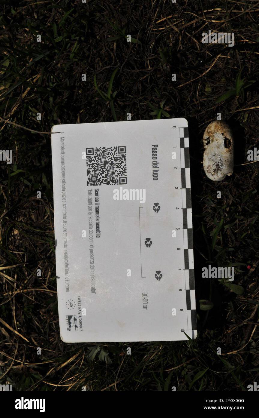 Colubrid Snakes (Colubridae Stock Photo - Alamy