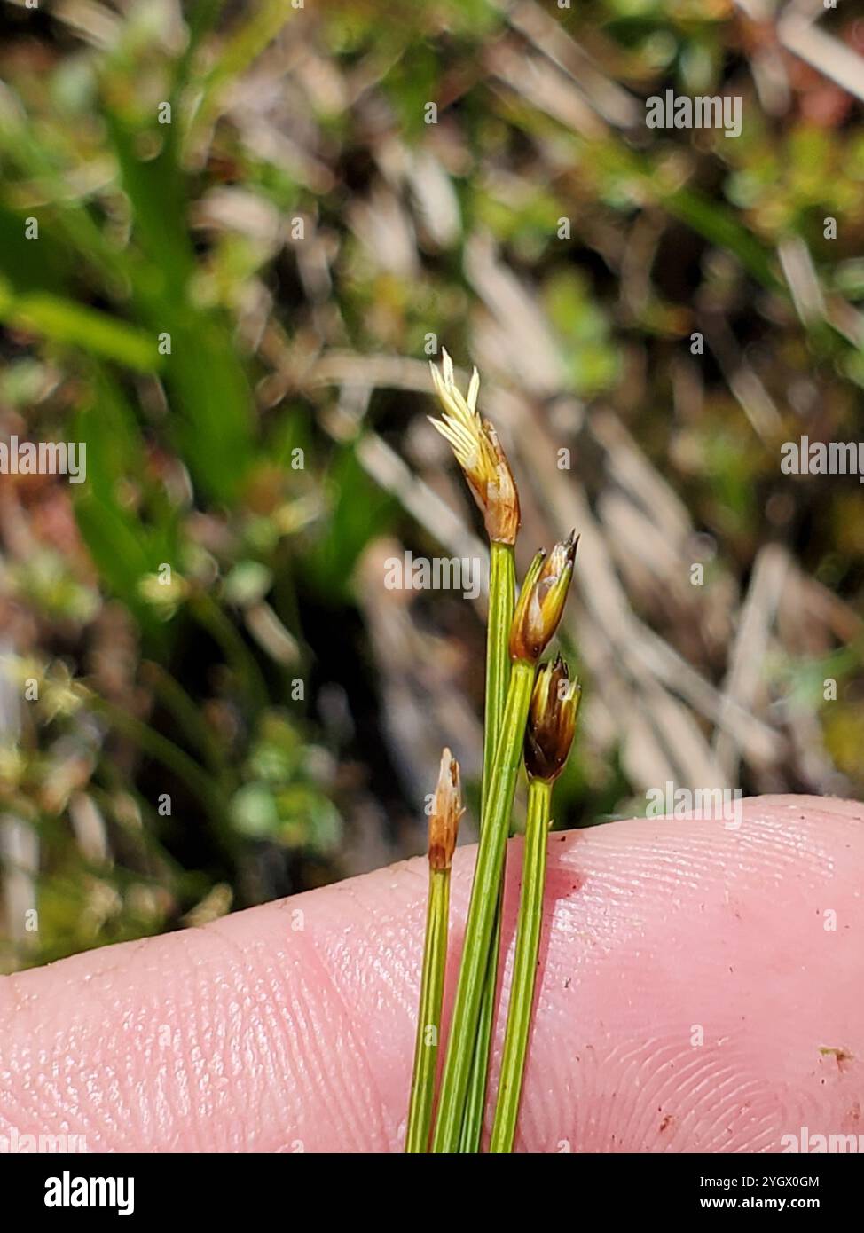Tufted Bulrush (Trichophorum cespitosum Stock Photo - Alamy