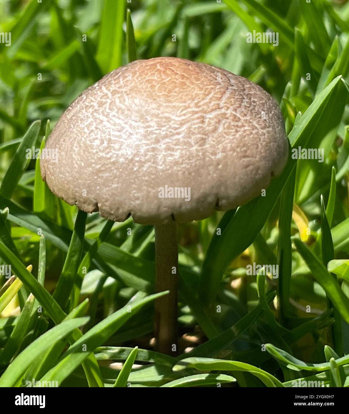 Banded Mottlegill (Panaeolus cinctulus Stock Photo - Alamy