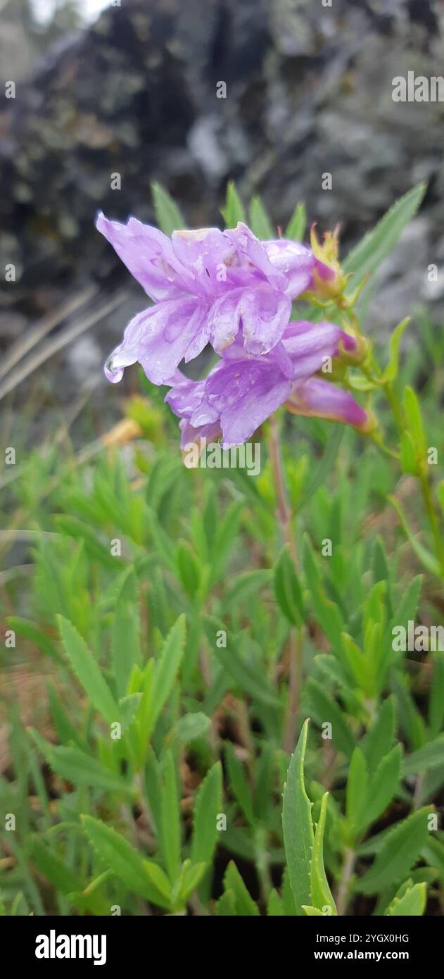 Bush Penstemon (Penstemon fruticosus Stock Photo - Alamy