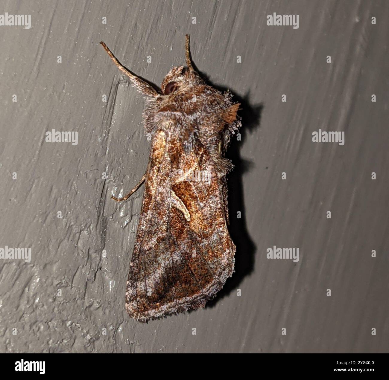 Rubidus hi-res stock photography and images - Alamy
