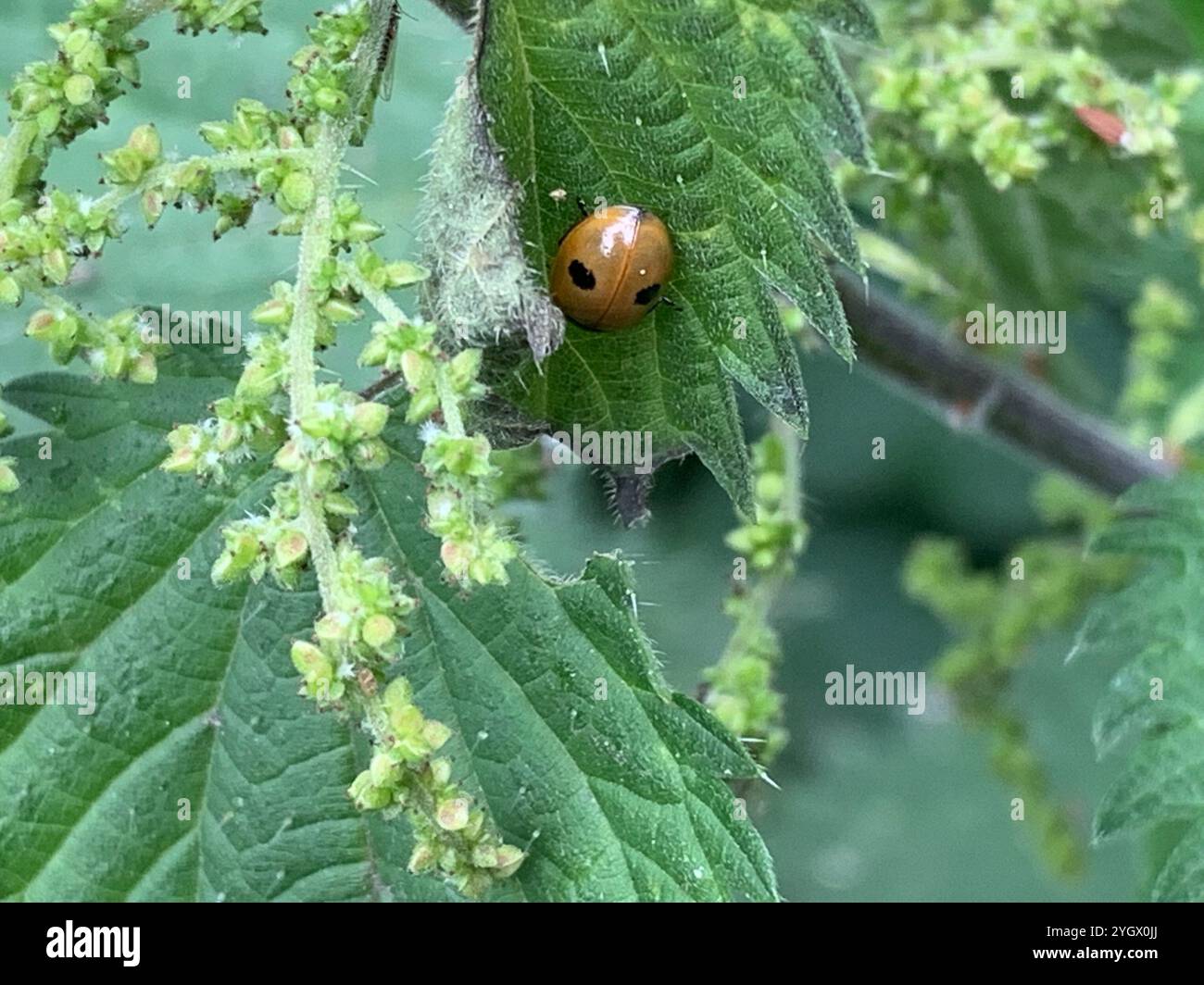 Two-spotted Lady Beetle (Adalia bipunctata Stock Photo - Alamy