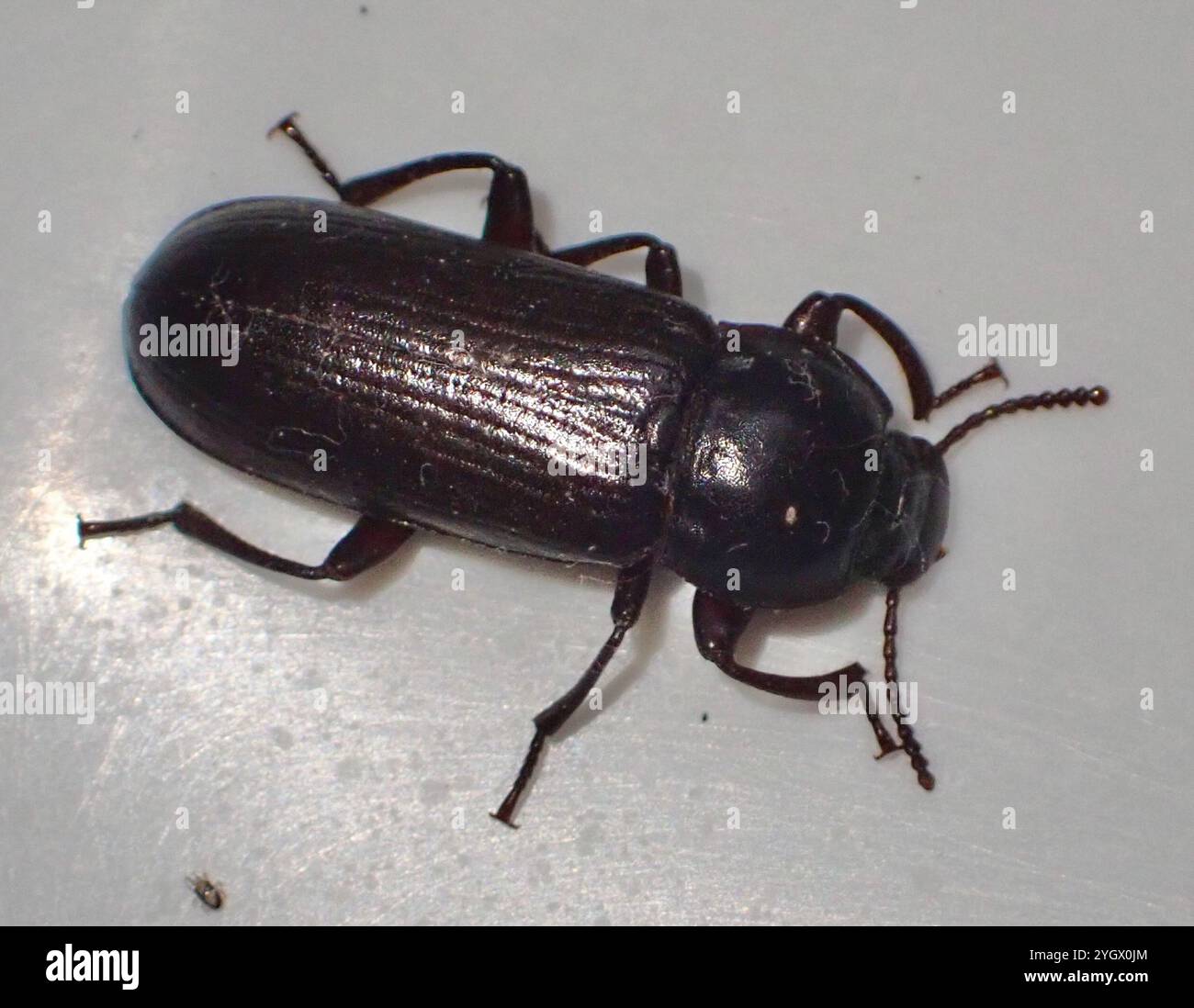 Yellow mealworm beetle hi-res stock photography and images - Alamy