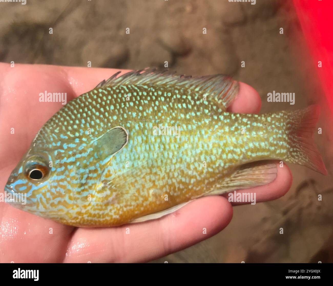 Plains Longear Sunfish (Lepomis aquilensis Stock Photo - Alamy