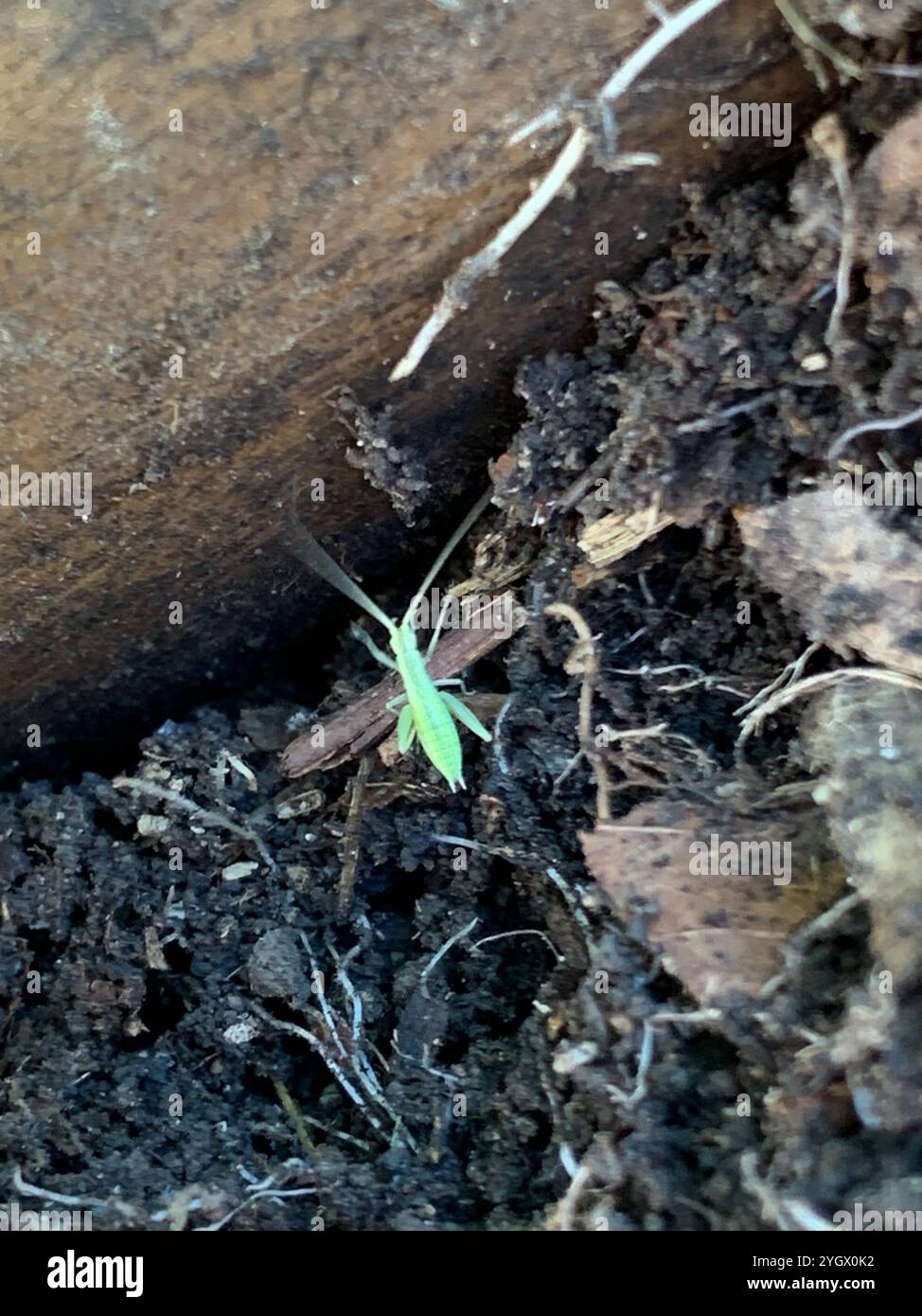 Common Tree Crickets (Oecanthus Stock Photo - Alamy