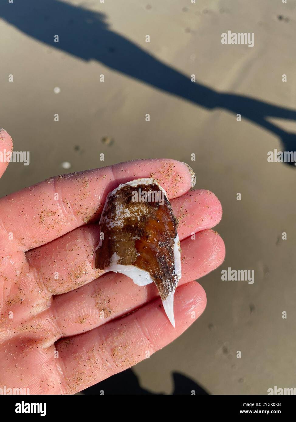 Pacific Razor Clam (Siliqua patula Stock Photo - Alamy