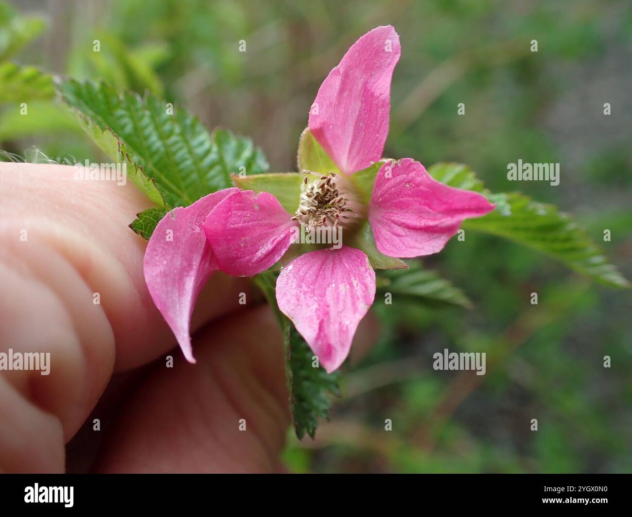 Salmonberry (Rubus spectabilis Stock Photo - Alamy