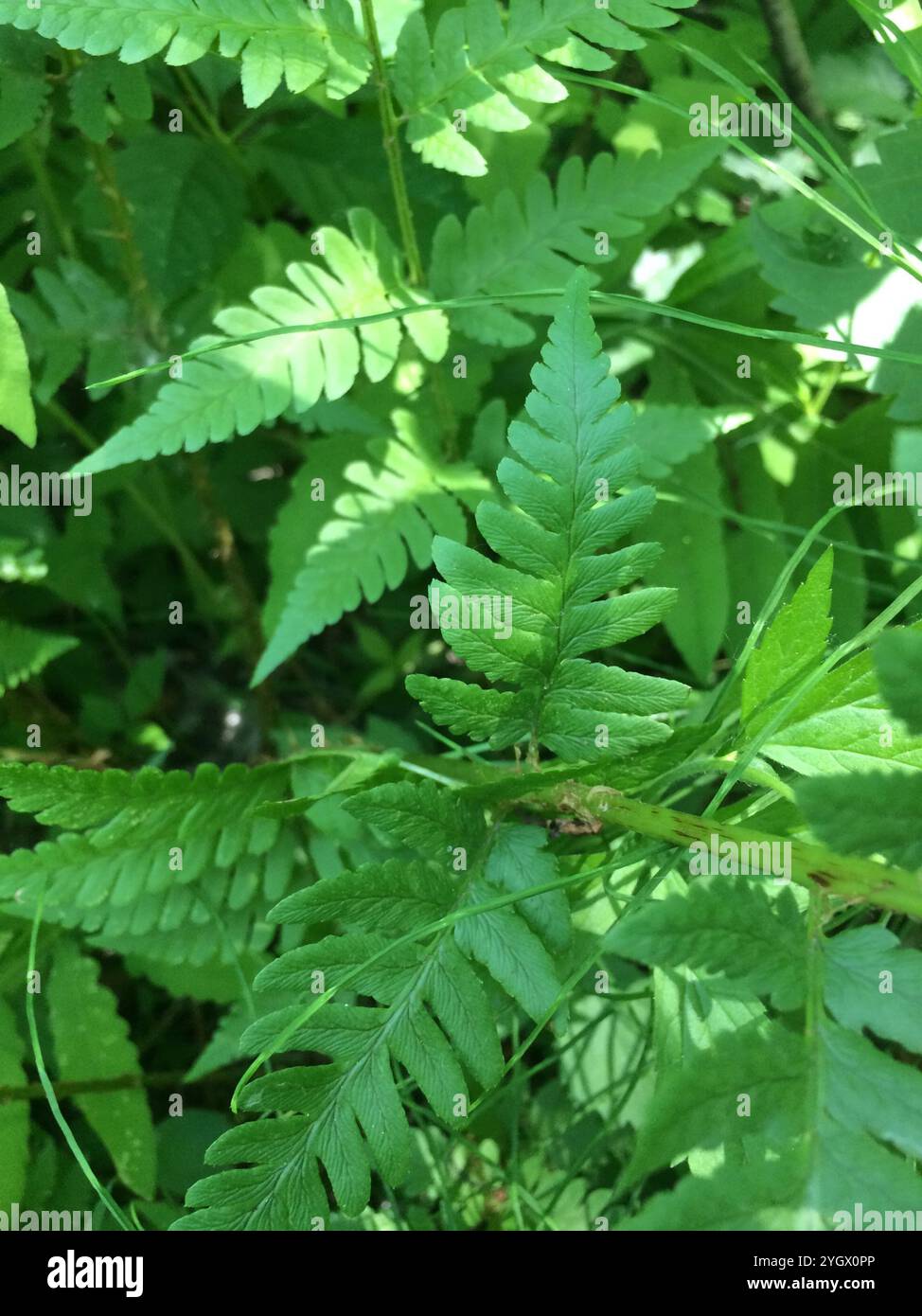 crested wood fern (Dryopteris cristata Stock Photo - Alamy