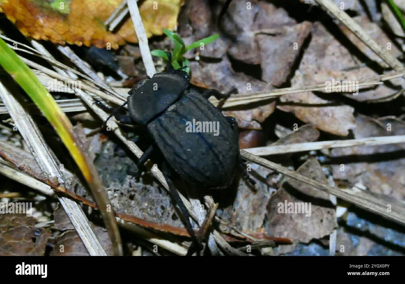 Darkling Beetles (Tenebrionidae Stock Photo - Alamy