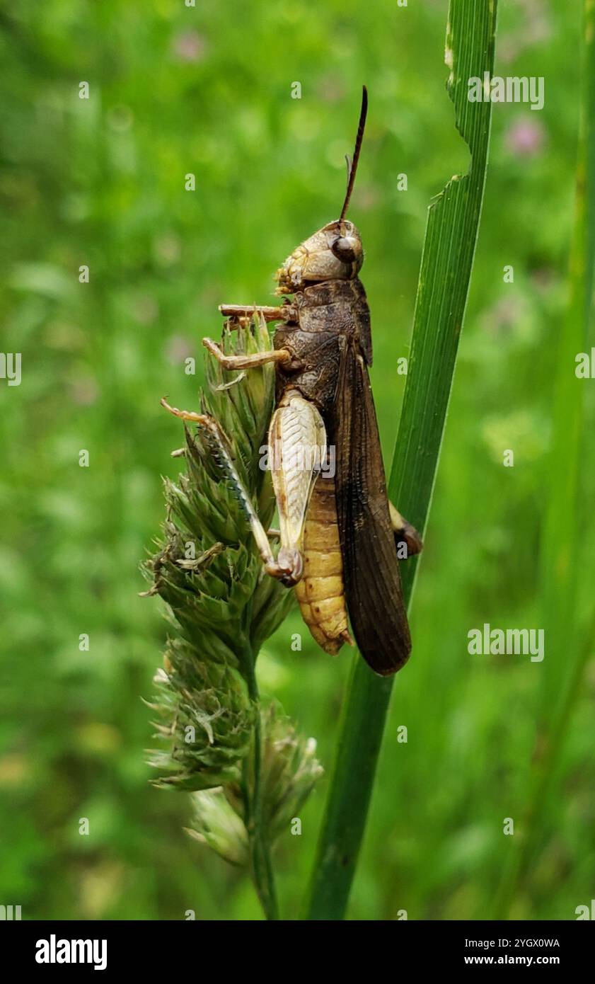 Green-striped Grasshopper (Chortophaga viridifasciata Stock Photo - Alamy