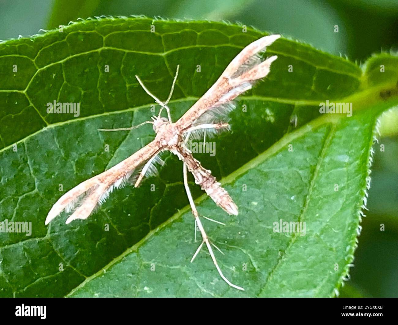 Grape Plume Moth (Geina periscelidactylus Stock Photo - Alamy