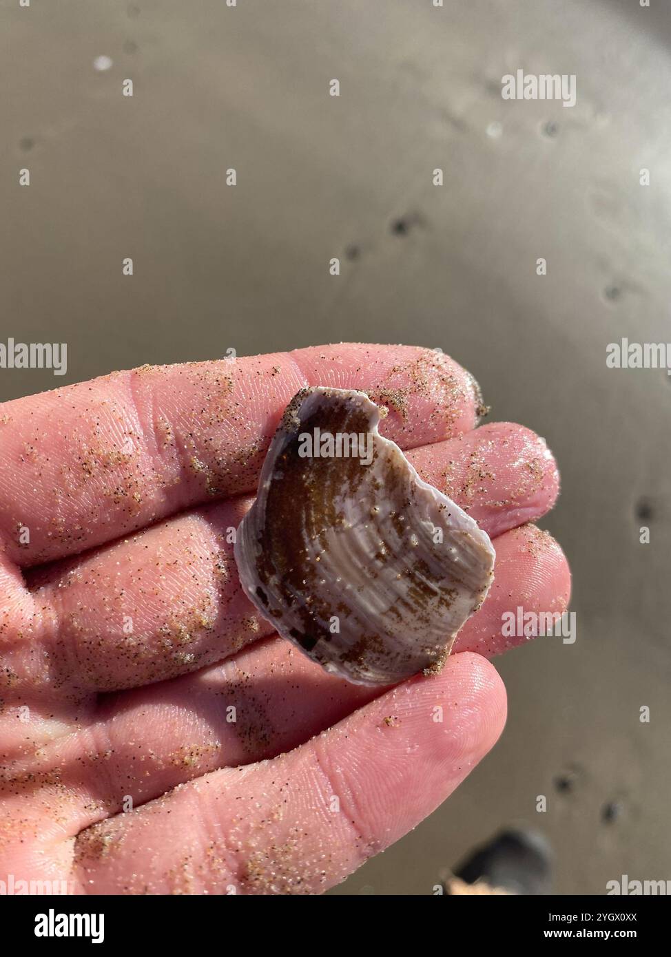 Pacific Razor Clam (Siliqua patula Stock Photo - Alamy