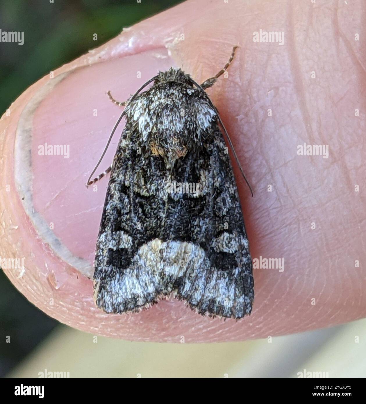 Olive Arches Moth (Lacinipolia olivacea Stock Photo - Alamy