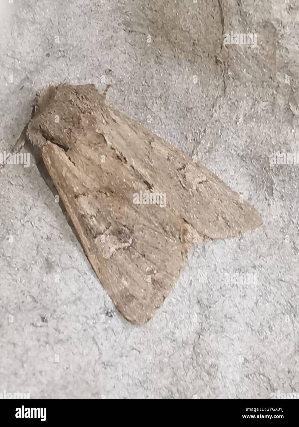 Sordens hi-res stock photography and images - Alamy