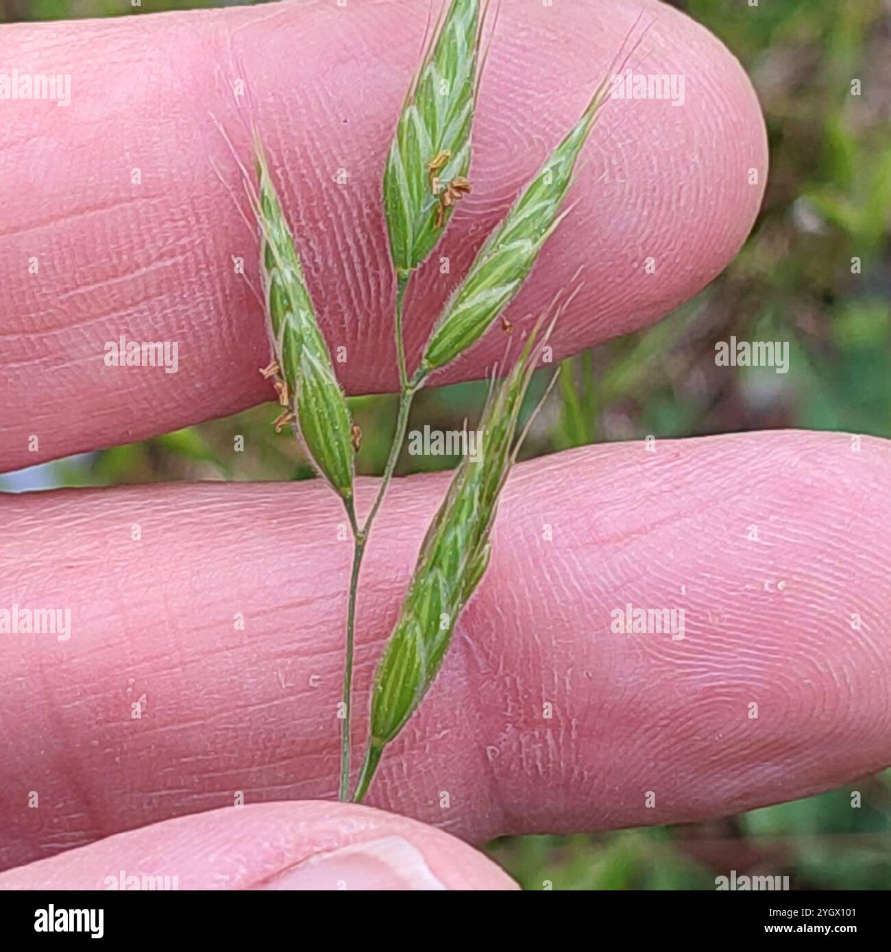 Common soft brome hi-res stock photography and images - Alamy
