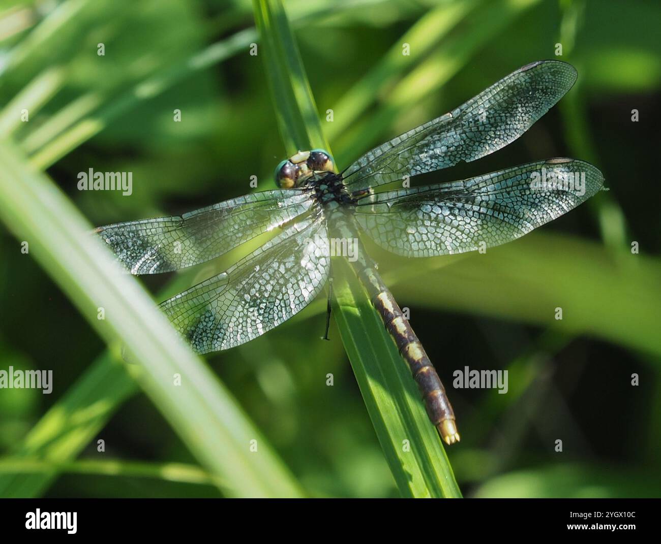 Unicorn Clubtail (Arigomphus villosipes Stock Photo - Alamy