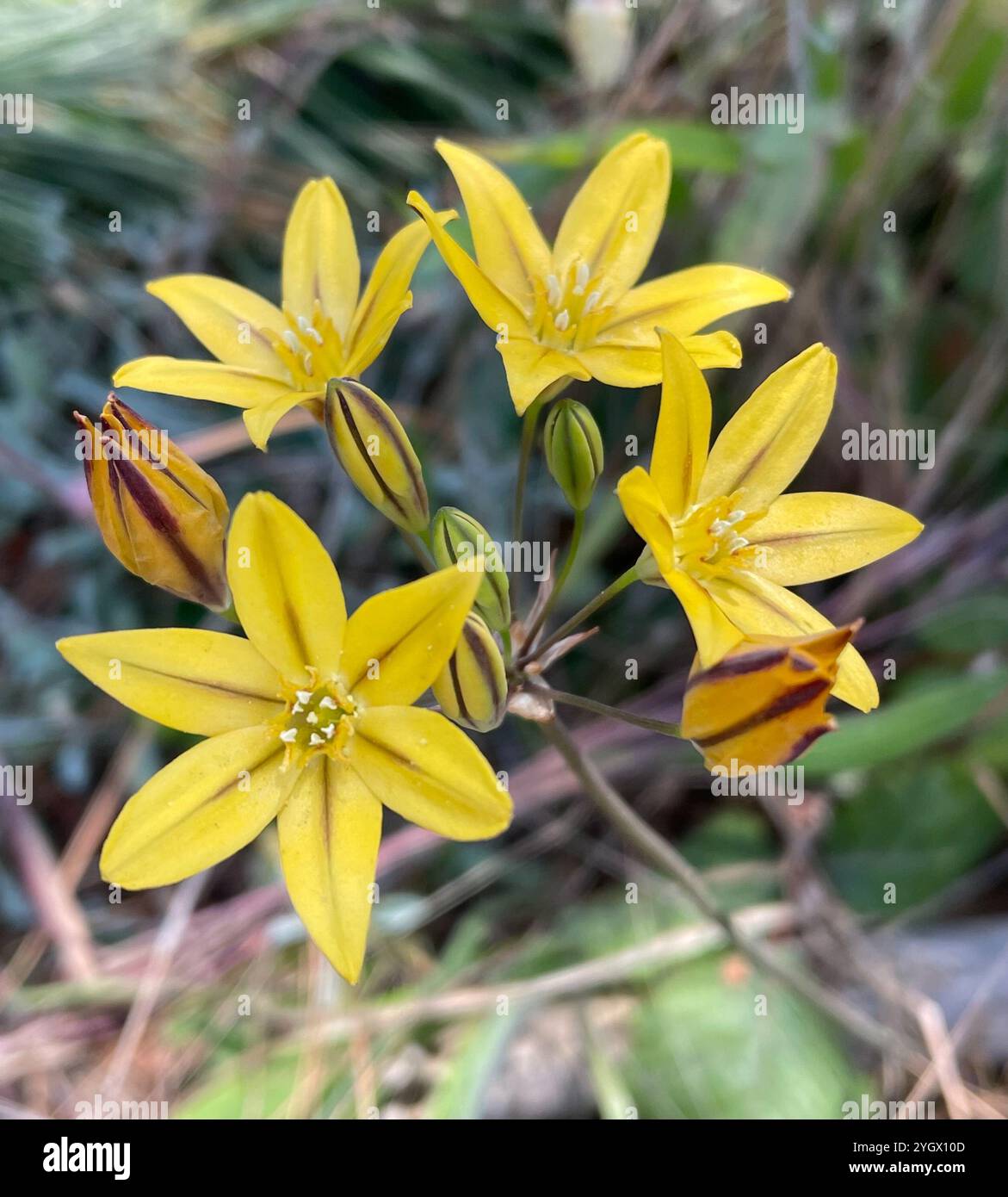 golden brodiaea (Triteleia ixioides ixioides Stock Photo - Alamy