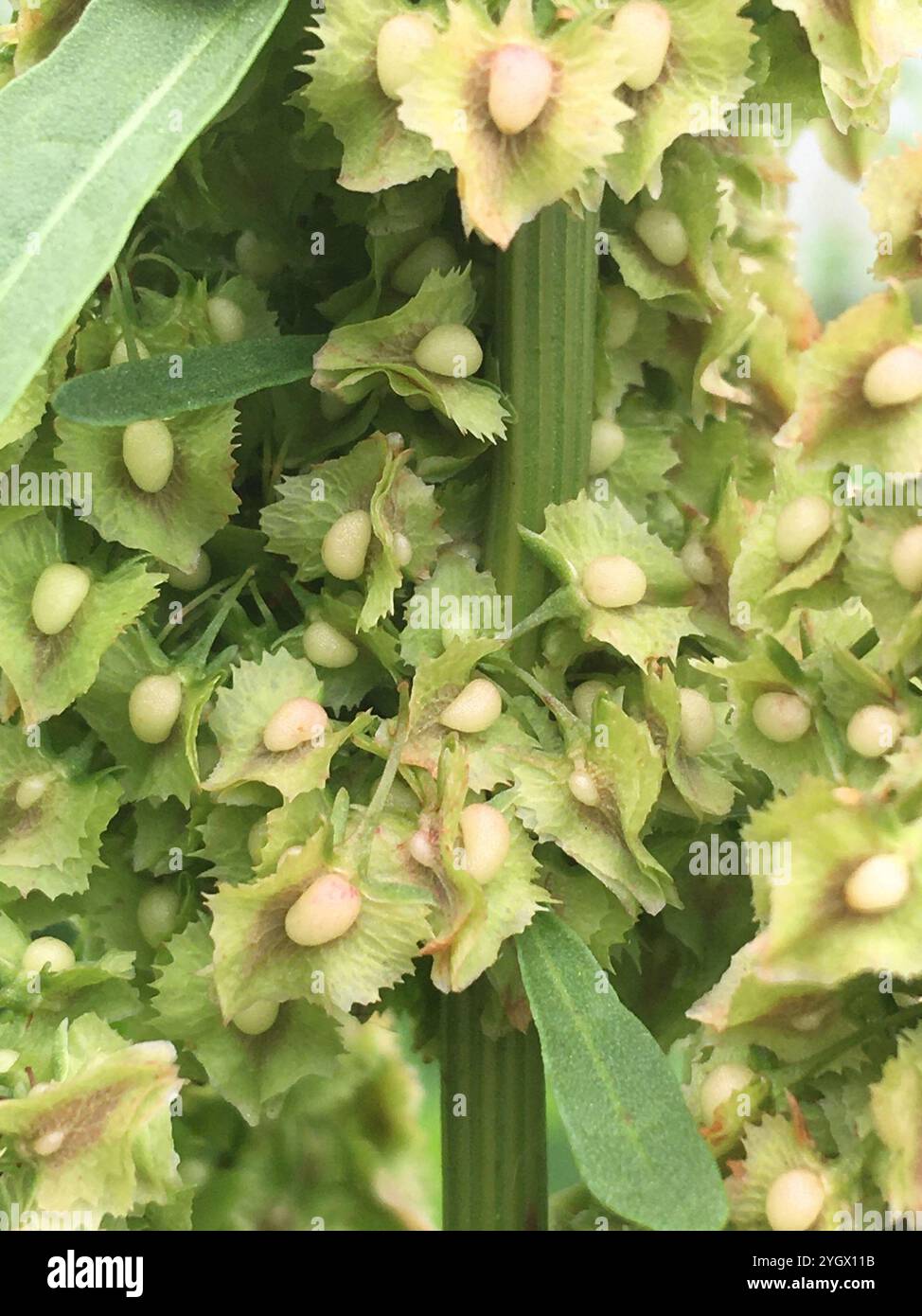 Greek Dock (Rumex cristatus Stock Photo - Alamy