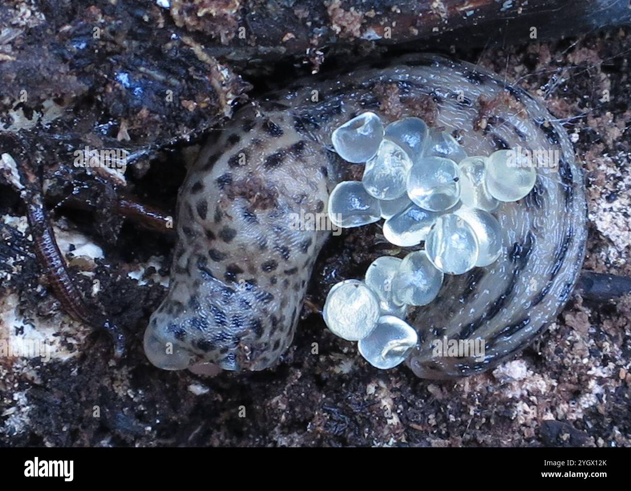 Leopard Slug (Limax maximus Stock Photo - Alamy
