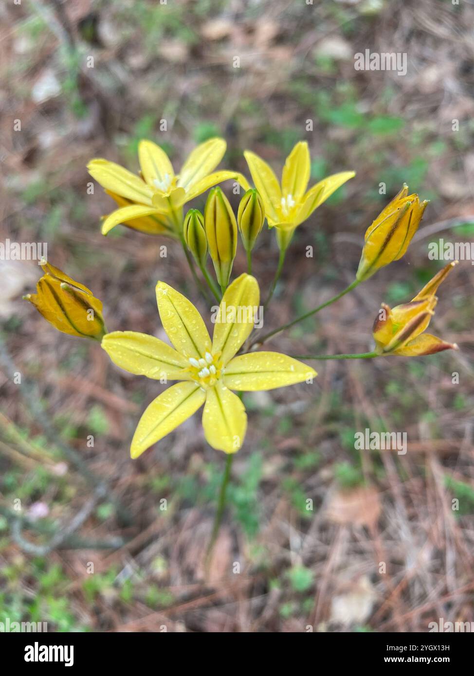 Golden brodiaea hi-res stock photography and images - Alamy