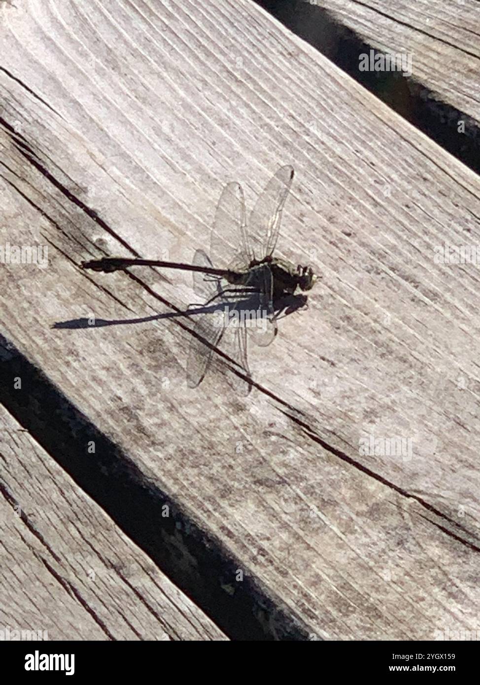 Black-shouldered Spinyleg (Dromogomphus spinosus Stock Photo - Alamy