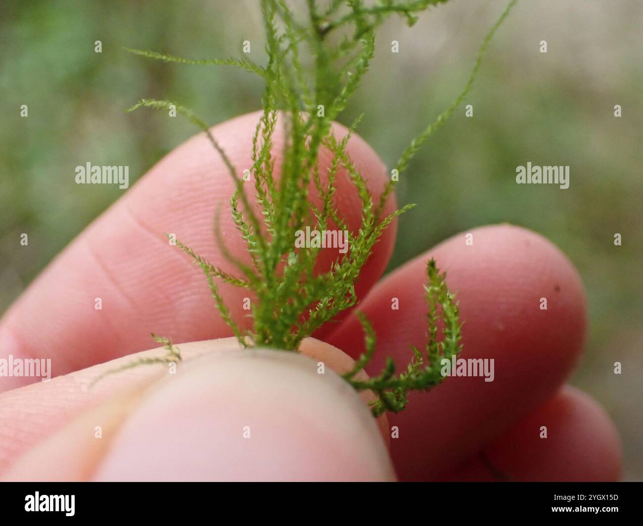 Cat's Tail Moss (Pseudisothecium stoloniferum Stock Photo - Alamy