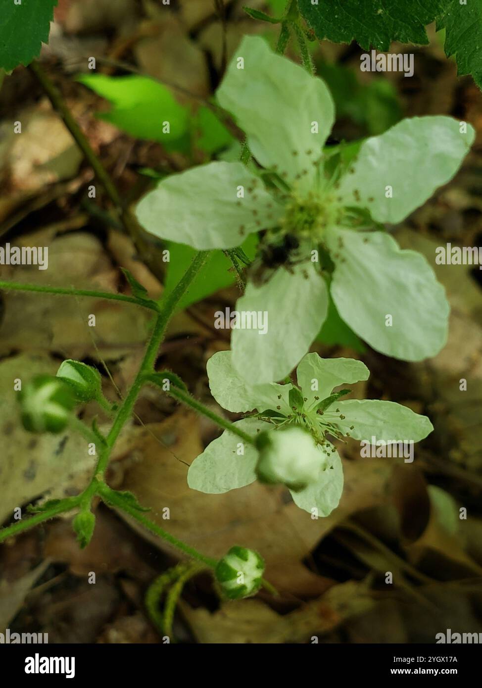 Common Dewberry (Rubus flagellaris Stock Photo - Alamy