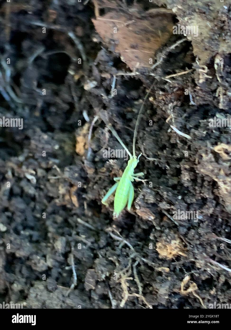 Common Tree Crickets (Oecanthus Stock Photo - Alamy