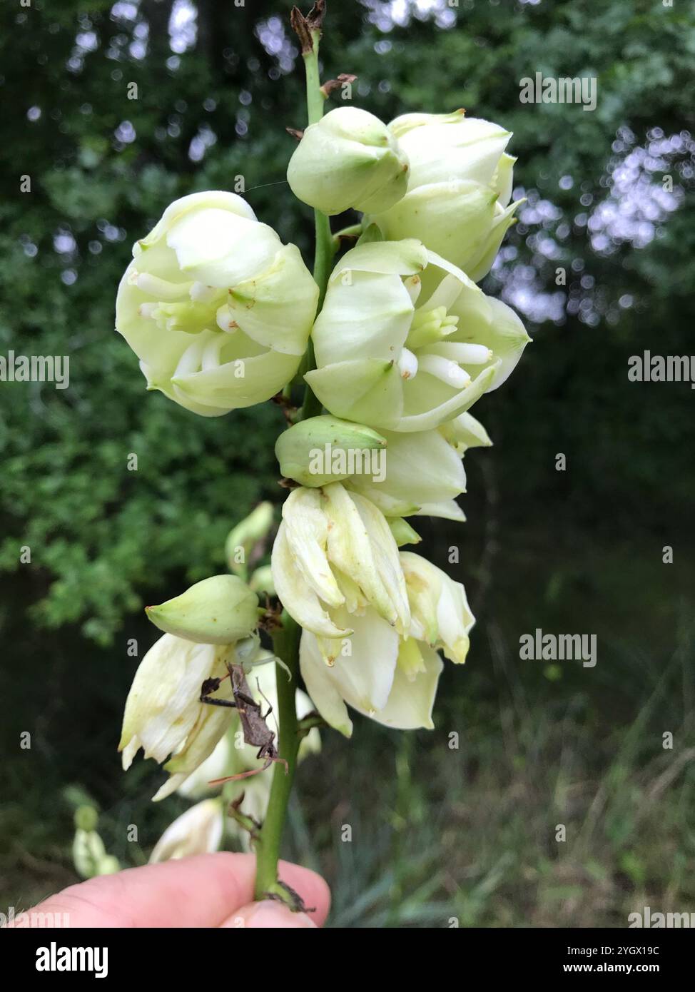 Yucca arkansana hi-res stock photography and images - Alamy