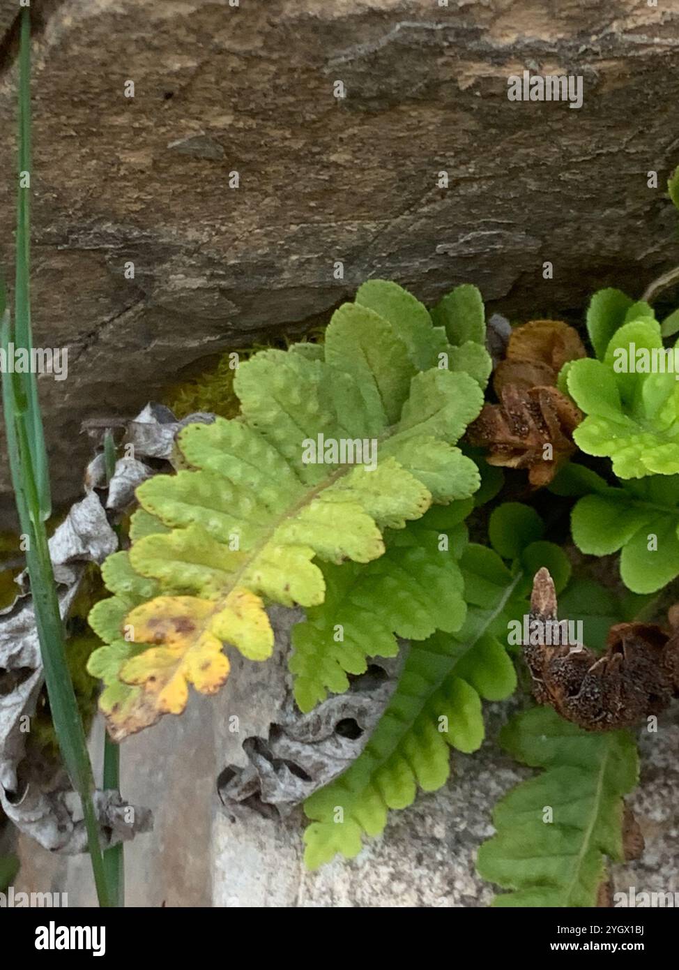 western polypody (Polypodium hesperium Stock Photo - Alamy