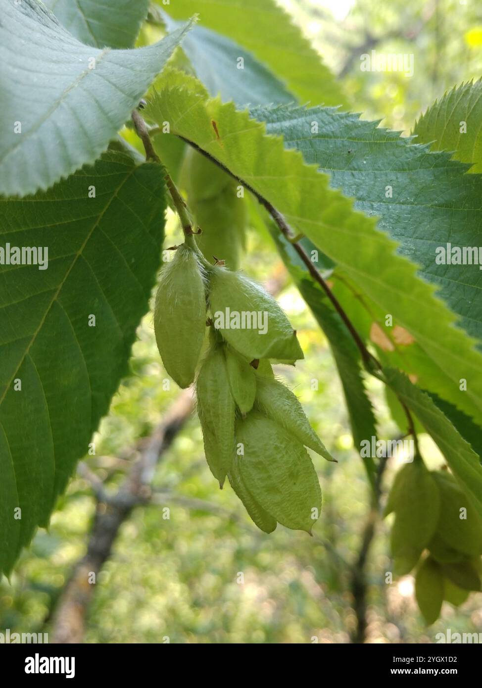American hophornbeam (Ostrya virginiana Stock Photo - Alamy