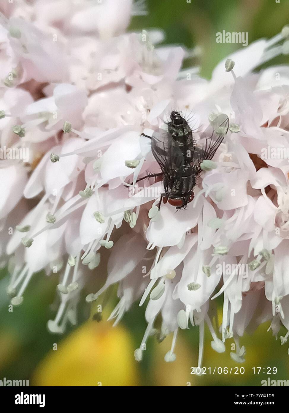 Common Flesh Flies (Sarcophaga Stock Photo - Alamy