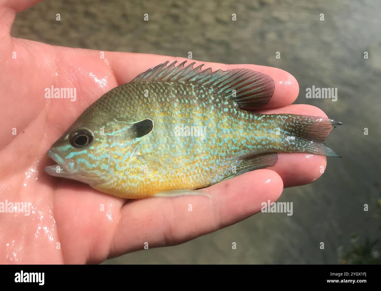 Plains Longear Sunfish (Lepomis aquilensis Stock Photo - Alamy