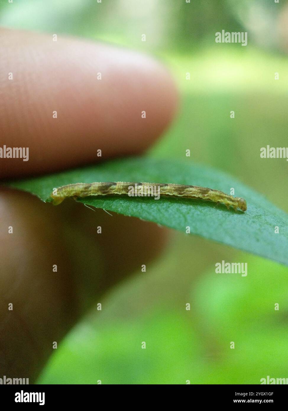 Geometer Moths (Geometridae Stock Photo - Alamy