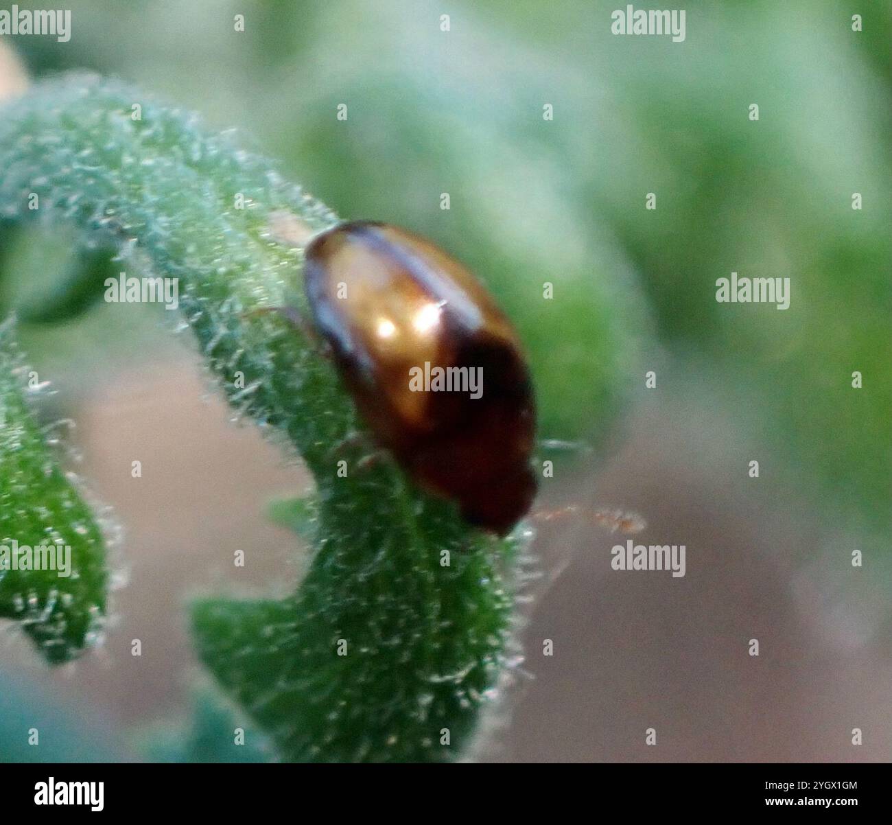 Shining Flower Beetles (Phalacridae Stock Photo - Alamy