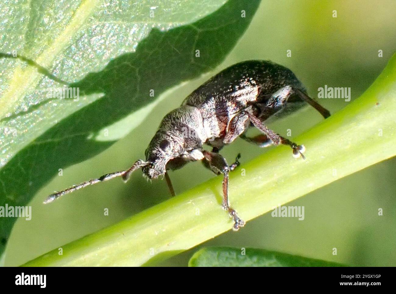 Common Leaf Weevil (Phyllobius pyri Stock Photo - Alamy
