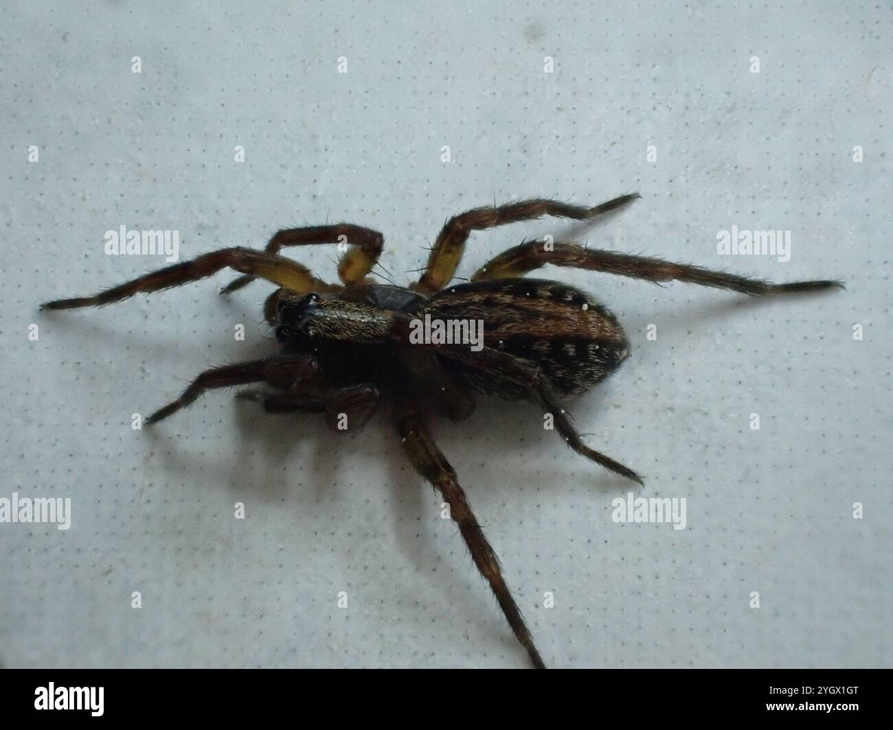 Fox Spiders (Alopecosa Stock Photo - Alamy