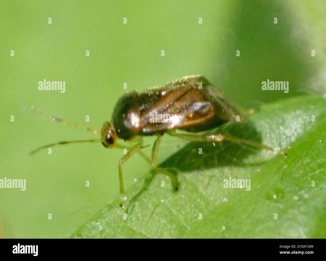 Bracken Bug (Monalocoris filicis Stock Photo - Alamy