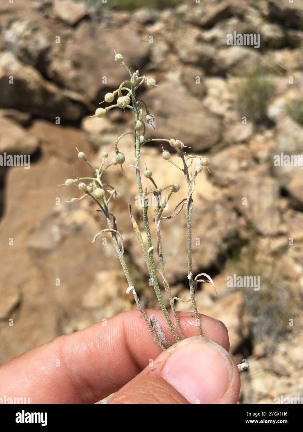 silver bladderpod (Physaria ludoviciana Stock Photo - Alamy
