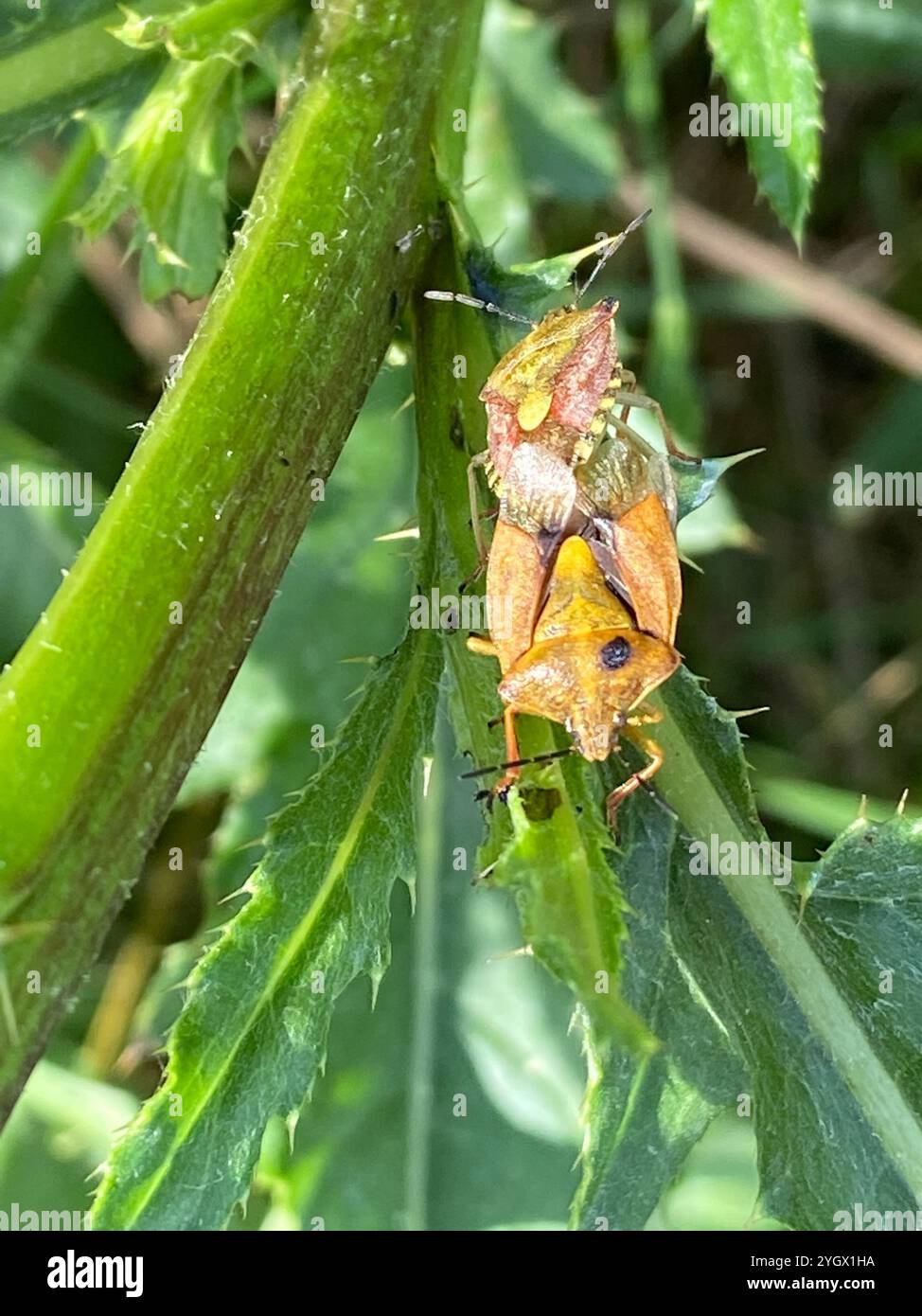 Black shouldered shieldbug hi-res stock photography and images - Alamy