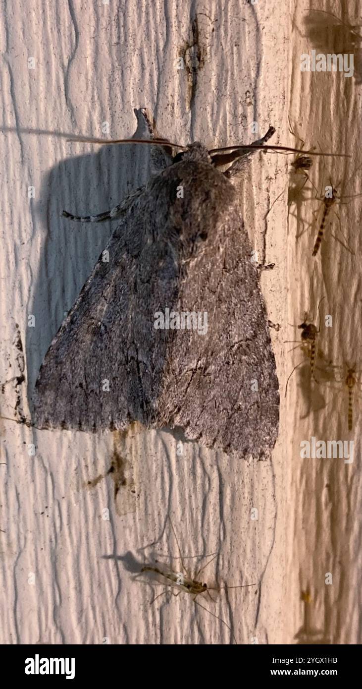 Dagger Moths (Acronicta Stock Photo - Alamy
