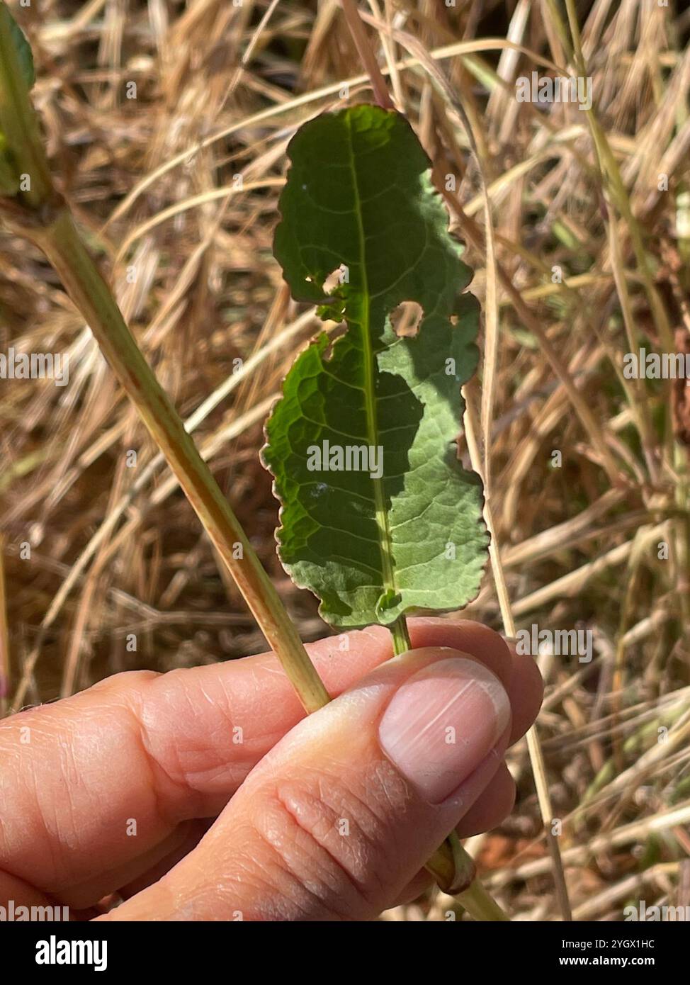 fiddle dock (Rumex pulcher Stock Photo - Alamy