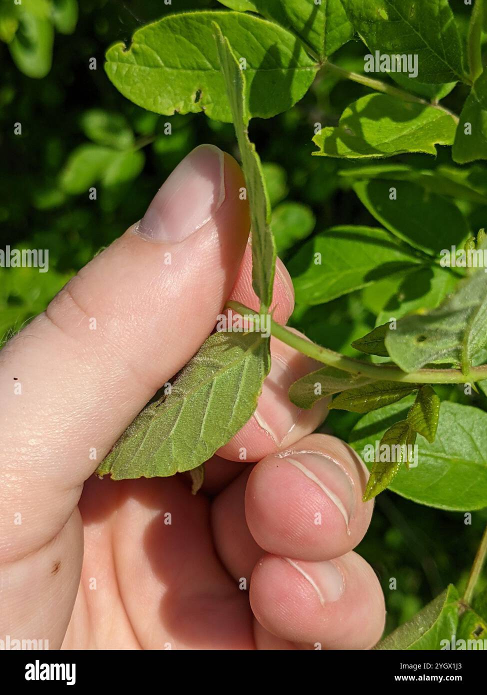common prickly ash (Zanthoxylum americanum Stock Photo - Alamy