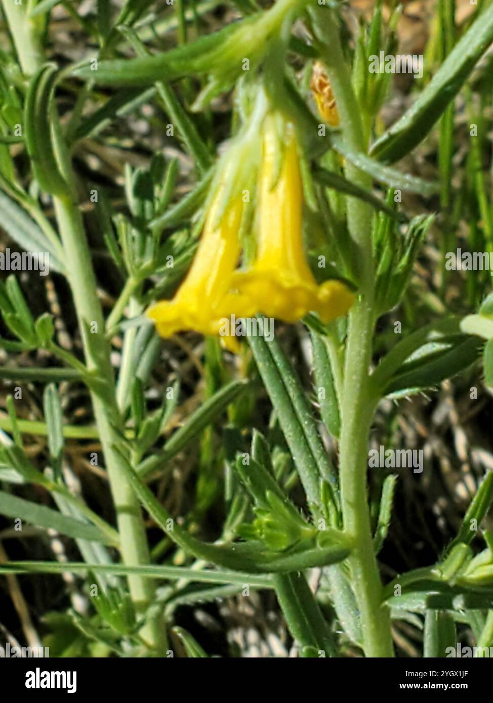 manyflowered gromwell (Lithospermum multiflorum Stock Photo - Alamy