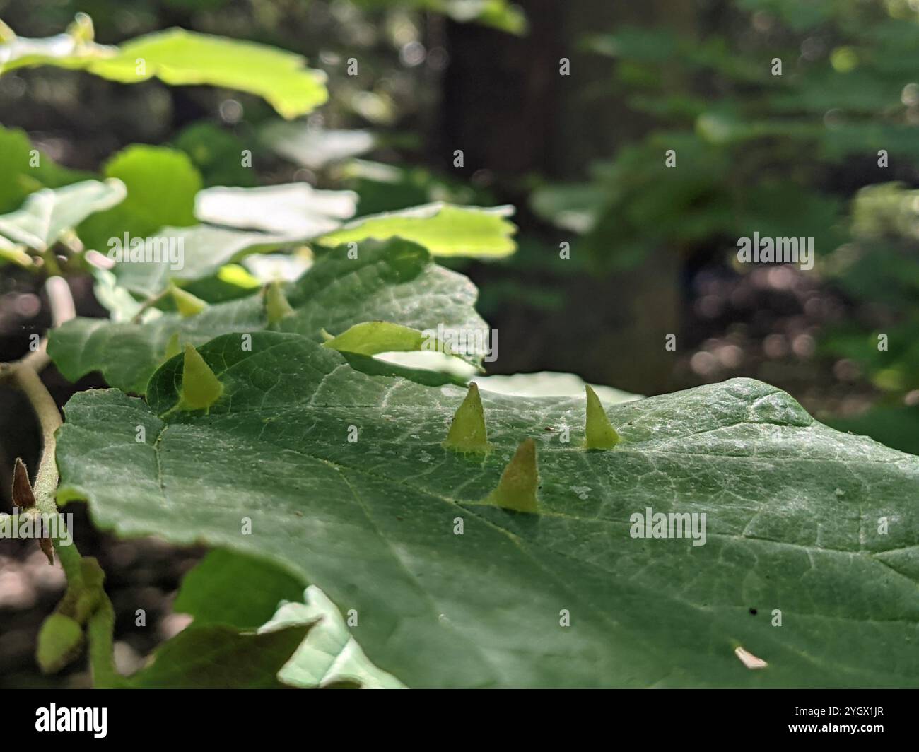 Witch-hazel Cone Gall Aphid (Hormaphis hamamelidis Stock Photo - Alamy