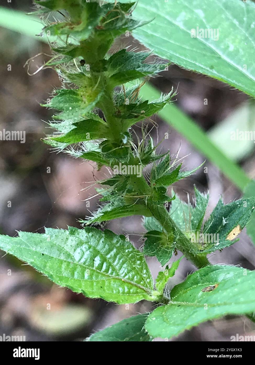 shrubby copperleaf (Acalypha phleoides Stock Photo - Alamy