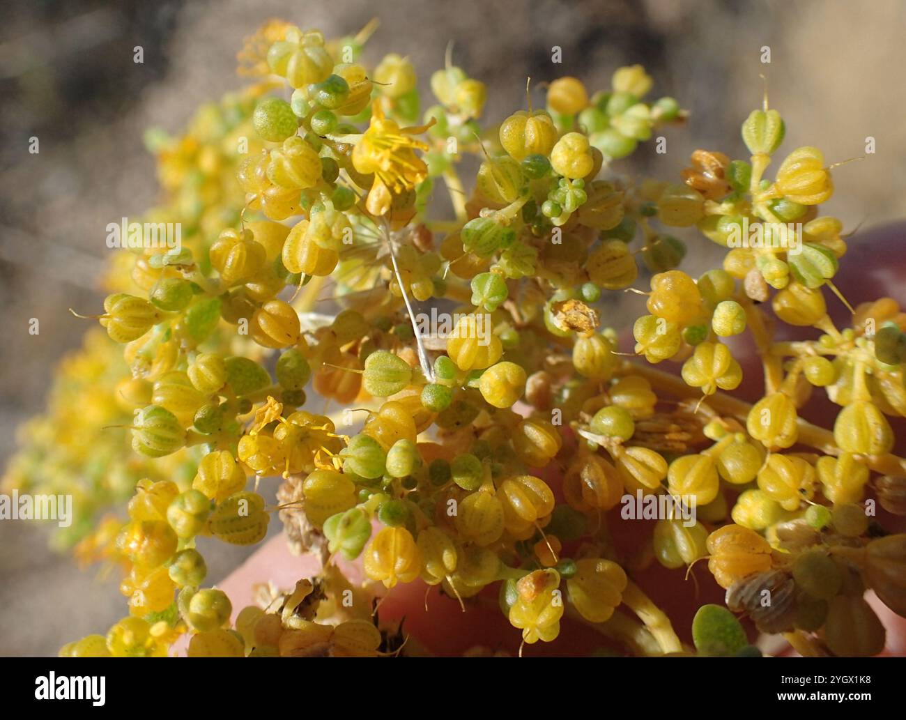 simple-leaved bean caper (Tetraena simplex Stock Photo - Alamy